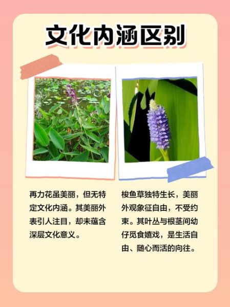 梭鱼草怎么养_梭鱼草和再力花的区别-第1张图片-山城妙识