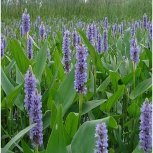 梭鱼草怎么养_梭鱼草和再力花的区别-第3张图片-山城妙识