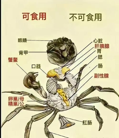 如何快速杀死螃蟹_杀螃蟹最人道的方法-第1张图片-山城妙识