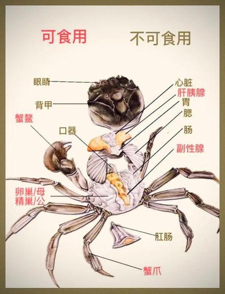 如何快速杀死螃蟹_杀螃蟹最人道的方法-第2张图片-山城妙识