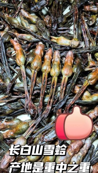 雪蛤多少钱一斤_雪蛤价格为什么差别这么大-第1张图片-山城妙识 雪蛤多少钱一斤_雪蛤价格为什么差别这么大-第1张图片-山城妙识