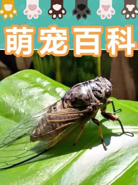 蝉和知了有什么区别_蝉与知了是同一物种吗-第3张图片-山城妙识