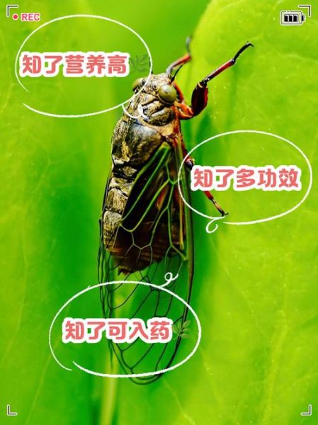 蝉和知了有什么区别_蝉与知了是同一物种吗-第2张图片-山城妙识