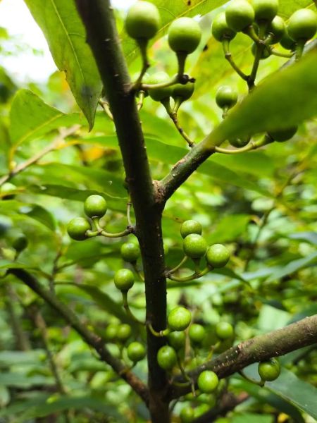 山姜子长什么样_山姜子功效与作用-第3张图片-山城妙识