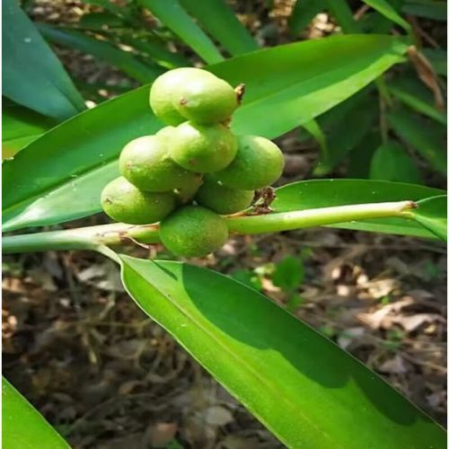 山姜子长什么样_山姜子功效与作用-第2张图片-山城妙识