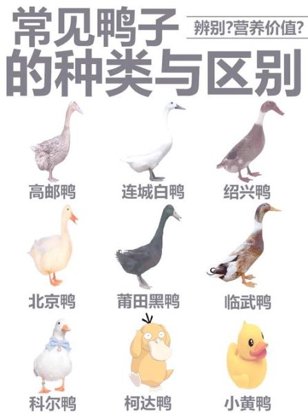 中国鸭品种大全有哪些_常见鸭品种图片及名称-第2张图片-山城妙识