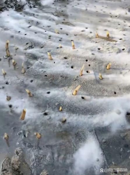 竹节蛏为什么撒盐就出来_撒盐抓蛏子原理-第1张图片-山城妙识