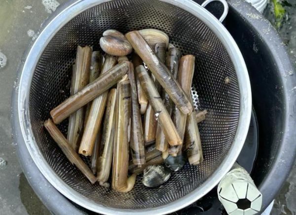 竹节蛏为什么撒盐就出来_撒盐抓蛏子原理-第2张图片-山城妙识