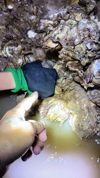 竹节蛏为什么撒盐就出来_撒盐抓蛏子原理-第3张图片-山城妙识