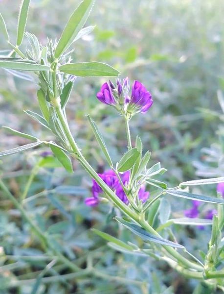 苜蓿草在农村叫什么_苜蓿草别名叫什么-第1张图片-山城妙识 苜蓿草在农村叫什么_苜蓿草别名叫什么-第1张图片-山城妙识
