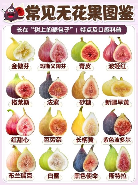 野生无花果长什么样_如何辨别可食用品种-第1张图片-山城妙识 野生无花果长什么样_如何辨别可食用品种-第1张图片-山城妙识