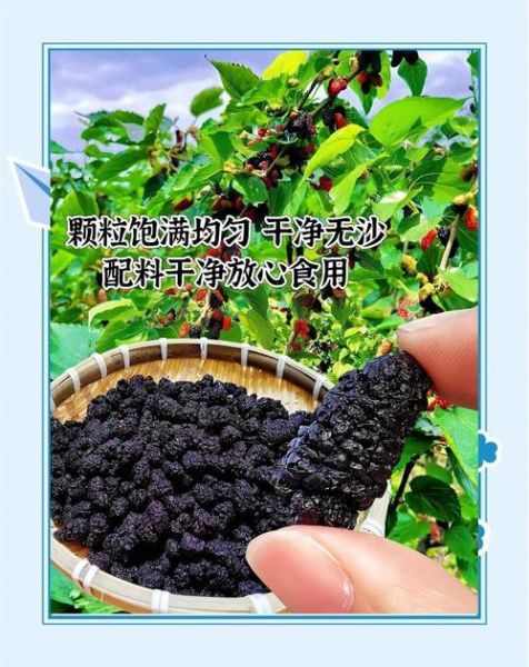 干桑葚怎么吃效果最好_干桑葚一天吃多少粒-第2张图片-山城妙识