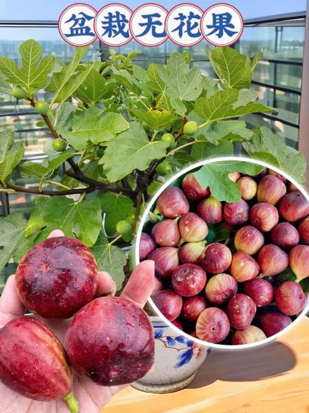 野生无花果长什么样_如何辨别可食用品种-第3张图片-山城妙识 野生无花果长什么样_如何辨别可食用品种-第3张图片-山城妙识