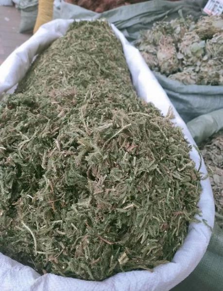 伸筋草的功效与作用_伸筋草的5大禁忌是什么-第2张图片-山城妙识