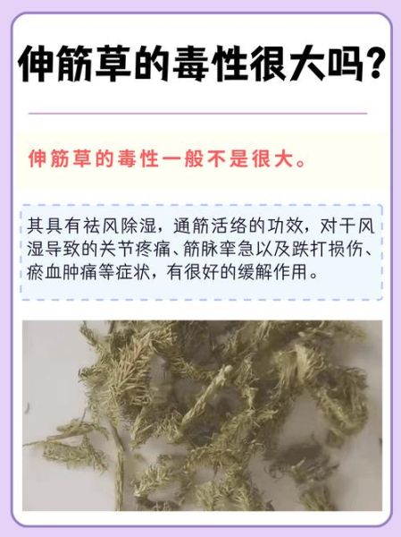 伸筋草的功效与作用_伸筋草的5大禁忌是什么-第3张图片-山城妙识