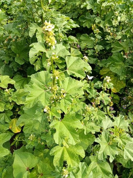 冬葵图片长什么样_冬葵和锦葵的区别-第1张图片-山城妙识 冬葵图片长什么样_冬葵和锦葵的区别-第1张图片-山城妙识