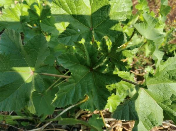 冬葵图片长什么样_冬葵和锦葵的区别-第2张图片-山城妙识 冬葵图片长什么样_冬葵和锦葵的区别-第2张图片-山城妙识