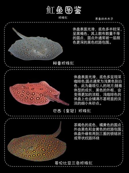 魟鱼多少钱_魟鱼价格影响因素-第1张图片-山城妙识 魟鱼多少钱_魟鱼价格影响因素-第1张图片-山城妙识