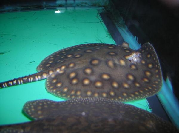 魟鱼多少钱_魟鱼价格影响因素-第3张图片-山城妙识 魟鱼多少钱_魟鱼价格影响因素-第3张图片-山城妙识