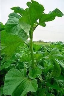 冬葵图片长什么样_冬葵和锦葵的区别-第3张图片-山城妙识 冬葵图片长什么样_冬葵和锦葵的区别-第3张图片-山城妙识