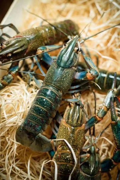 澳洲淡水小龙虾怎么清洗_澳洲淡水小龙虾做法大全-第3张图片-山城妙识