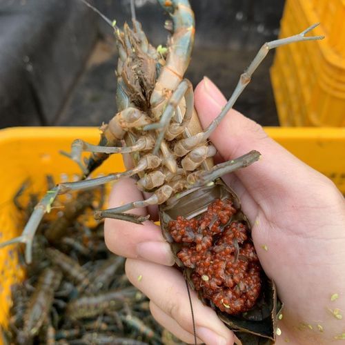 澳洲淡水小龙虾怎么清洗_澳洲淡水小龙虾做法大全-第1张图片-山城妙识