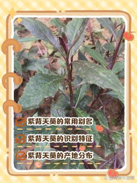 紫背天葵是毒还是药_紫背天葵的功效与禁忌-第1张图片-山城妙识 紫背天葵是毒还是药_紫背天葵的功效与禁忌-第1张图片-山城妙识