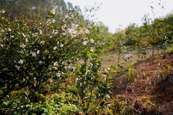 油茶哪里最出名_油茶发源地是哪里-第2张图片-山城妙识