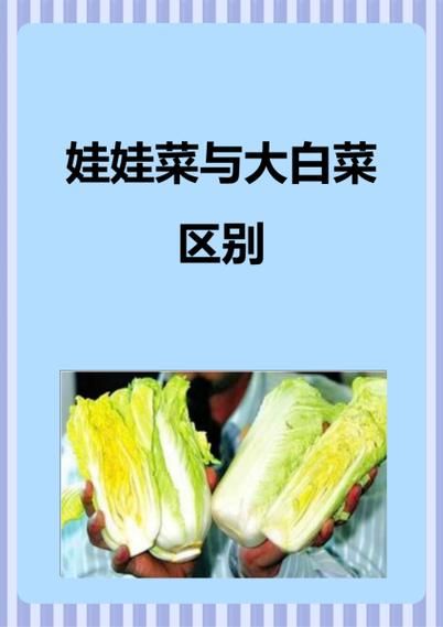 娃娃菜和大白菜哪个更有营养_娃娃菜和大白菜营养区别-第1张图片-山城妙识
