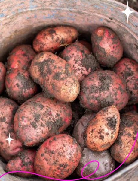 红烧土豆叶事件真相_红烧土豆叶为什么火了-第1张图片-山城妙识