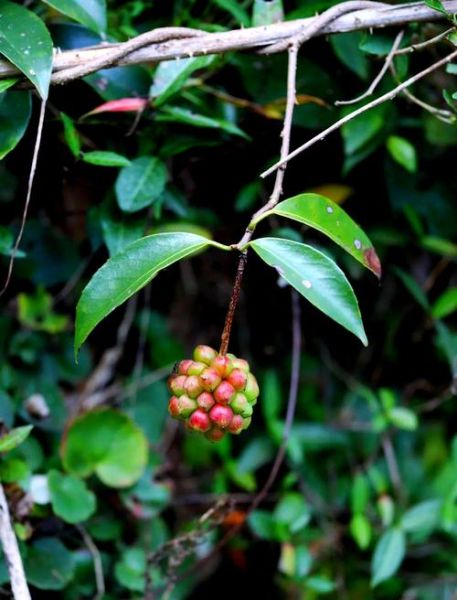 南五味子多少钱一斤_南五味子价格走势-第1张图片-山城妙识
