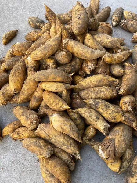 2021冬笋多少钱一斤_冬笋价格为什么涨-第3张图片-山城妙识 2021冬笋多少钱一斤_冬笋价格为什么涨-第3张图片-山城妙识