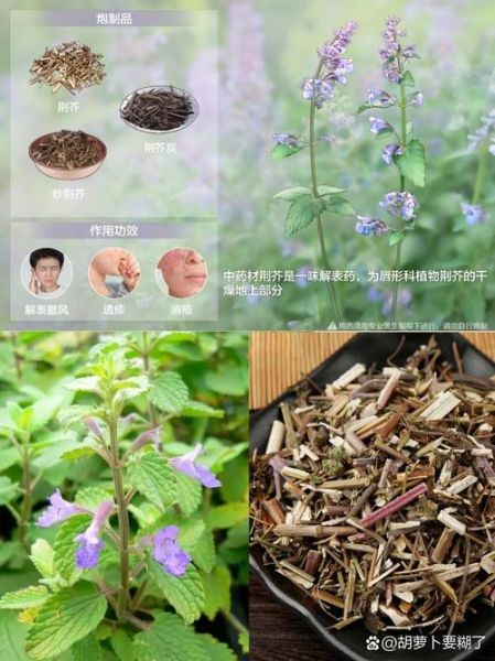 野荆芥的功效与作用_野荆芥图片长什么样-第1张图片-山城妙识 野荆芥的功效与作用_野荆芥图片长什么样-第1张图片-山城妙识