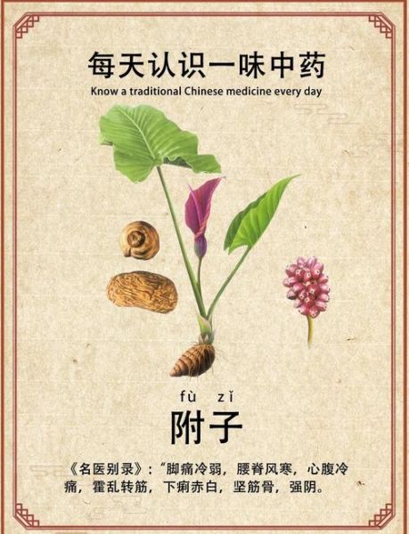 附子有毒吗_附子功效与作用及禁忌-第2张图片-山城妙识 附子有毒吗_附子功效与作用及禁忌-第2张图片-山城妙识