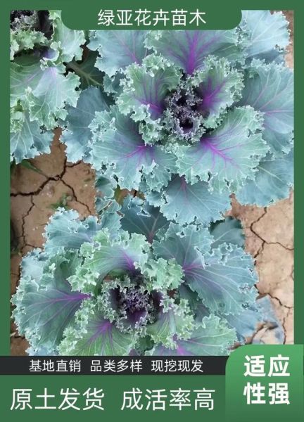 羽衣甘蓝价格多少钱一斤_羽衣甘蓝价格走势-第3张图片-山城妙识