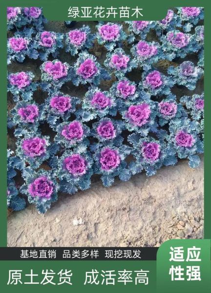 羽衣甘蓝价格多少钱一斤_羽衣甘蓝价格走势-第1张图片-山城妙识