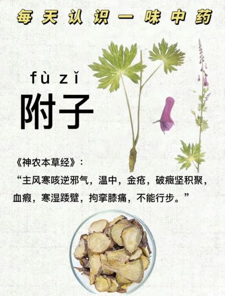 附子有毒吗_附子功效与作用及禁忌-第3张图片-山城妙识 附子有毒吗_附子功效与作用及禁忌-第3张图片-山城妙识