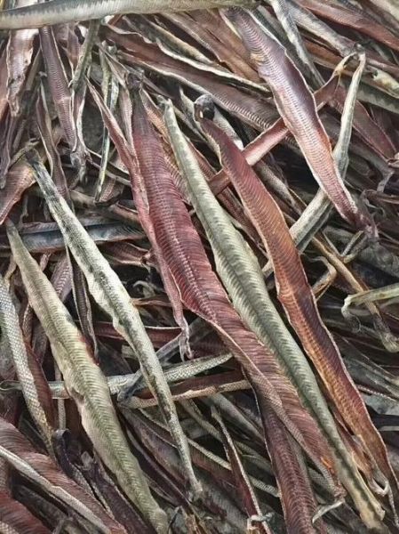 海蛇的功效与作用_海蛇怎么吃效果最好-第2张图片-山城妙识 海蛇的功效与作用_海蛇怎么吃效果最好-第2张图片-山城妙识