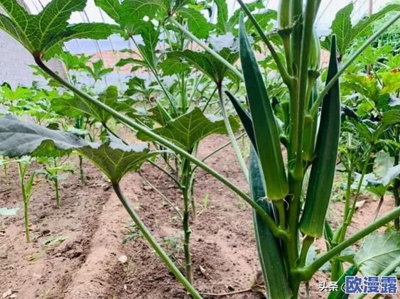 秋葵芭乐榴莲丝入口_口感如何-第1张图片-山城妙识 秋葵芭乐榴莲丝入口_口感如何-第1张图片-山城妙识