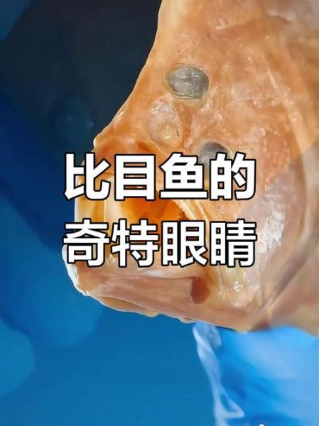 比目鱼的心事_为什么比目鱼会侧躺-第2张图片-山城妙识 比目鱼的心事_为什么比目鱼会侧躺-第2张图片-山城妙识