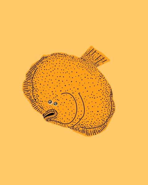 比目鱼的心事_为什么比目鱼会侧躺-第3张图片-山城妙识 比目鱼的心事_为什么比目鱼会侧躺-第3张图片-山城妙识