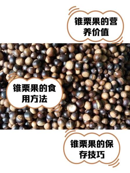 锥栗的营养价值_锥栗怎么吃最营养-第1张图片-山城妙识