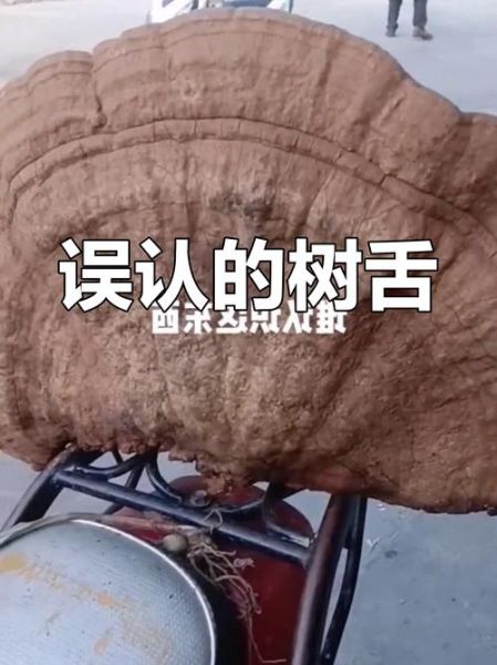 不能吃的灵芝图片_有毒灵芝怎么辨别-第1张图片-山城妙识