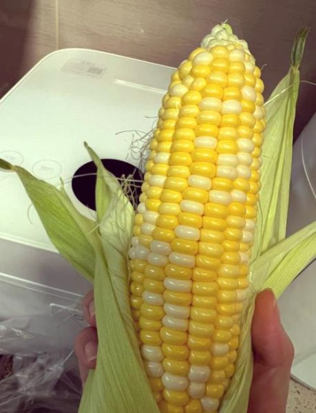 煮玉米需要多长时间_甜玉米煮多久才熟-第3张图片-山城妙识