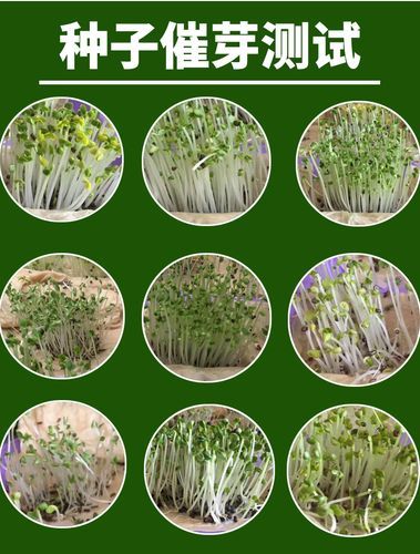 苤蓝是什么菜_苤蓝和芥蓝头区别-第2张图片-山城妙识