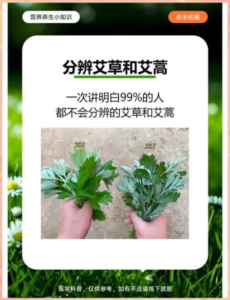 野艾蒿和艾草功效一样吗_野艾蒿与艾草的区别-第3张图片-山城妙识
