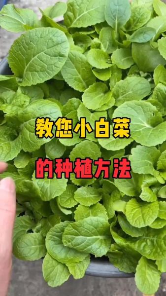 小白菜怎么种_小白菜种植时间和方法-第1张图片-山城妙识