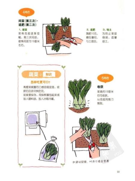 小白菜怎么种_小白菜种植时间和方法-第3张图片-山城妙识