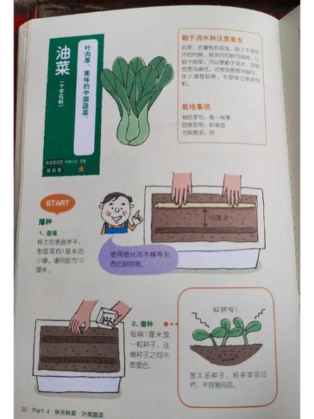 小白菜怎么种_小白菜种植时间和方法-第2张图片-山城妙识