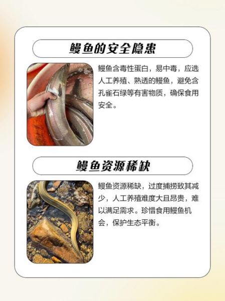 吃鳗鱼的禁忌_孕妇能不能吃鳗鱼-第1张图片-山城妙识 吃鳗鱼的禁忌_孕妇能不能吃鳗鱼-第1张图片-山城妙识